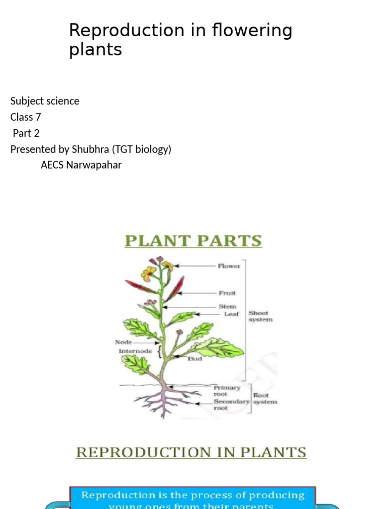 Vii Sci L12 M02 Reproduction in Flowering Plants PPT | PDF