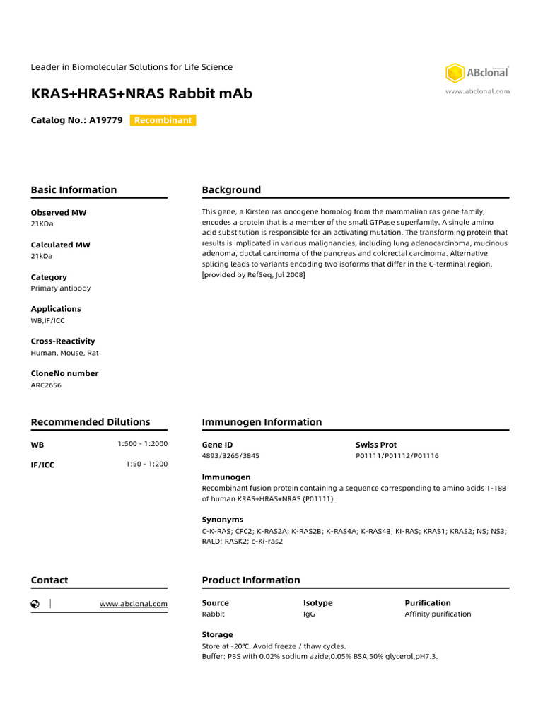 A19779 KRAS+HRAS+NRAS Rabbit Mab | PDF | Monoclonal Antibody | Antibody