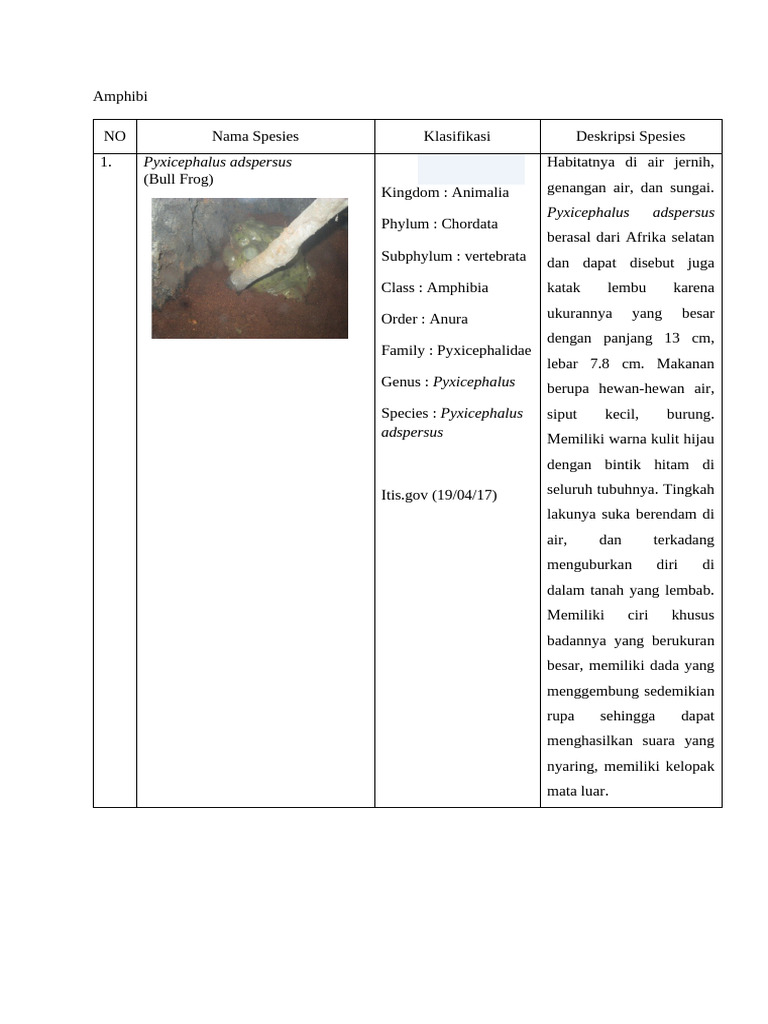 Amphibi 1 | PDF