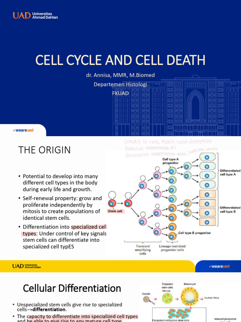 Cell Cycle and Cell Death | PDF