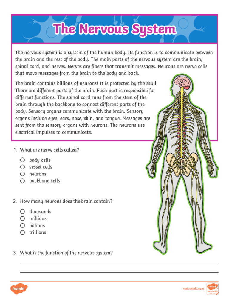Color The Nervous System Reading Passage Comprehension Activity | PDF