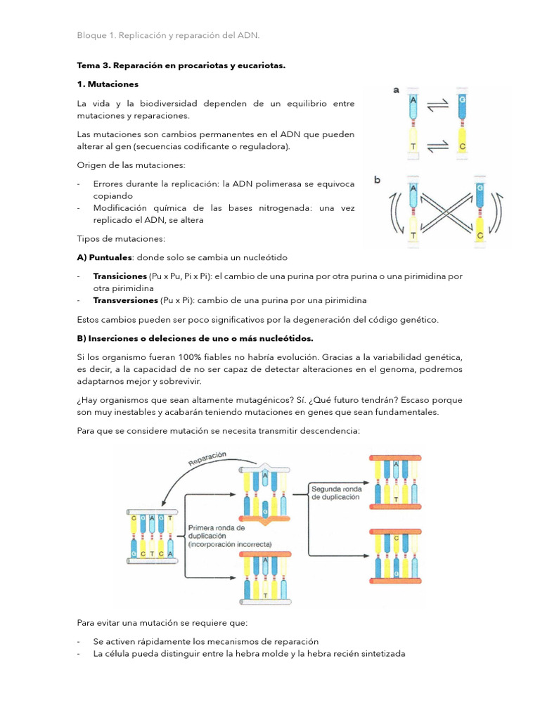 Tema 3 (Mío) | PDF