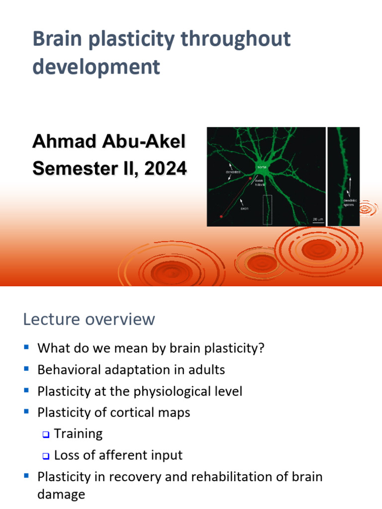 3 Brain Plasticity and Development 2024 | PDF | Neuroplasticity ...