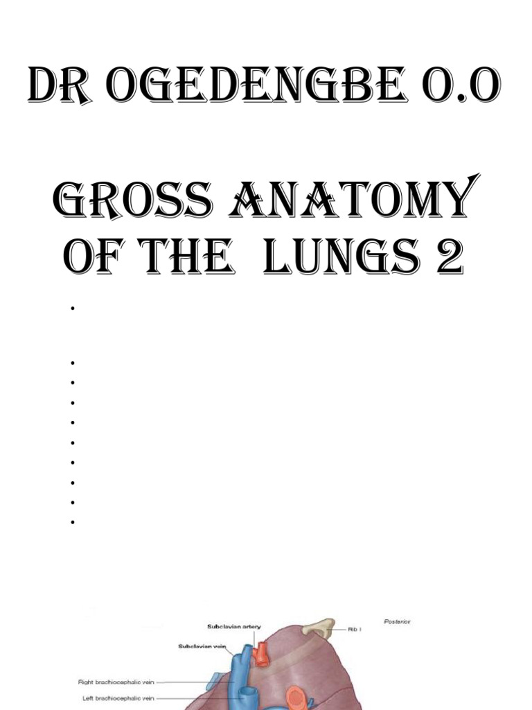 Gross Anatomy of The Lungs 2 | PDF