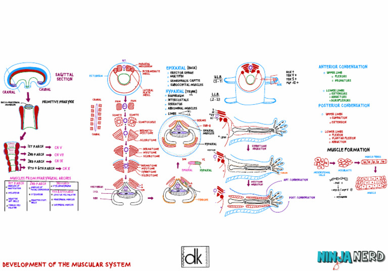 Development of Muscular System (1) Atf | PDF