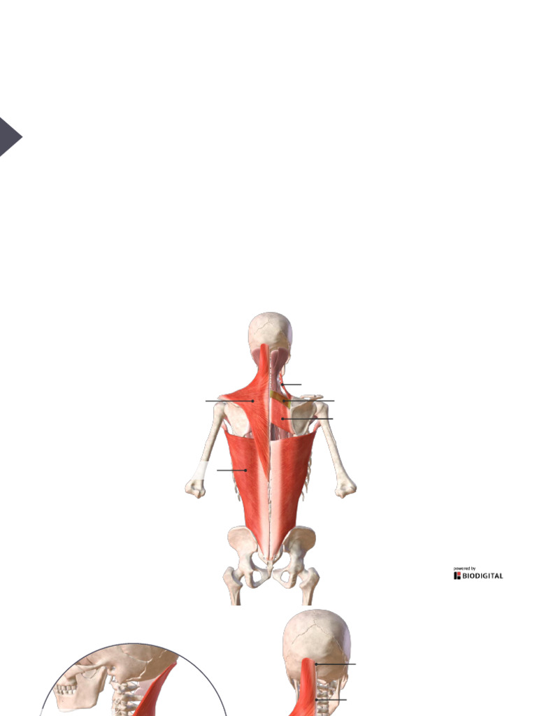 Slides Anatomy Extrinsic Back Muscles | PDF