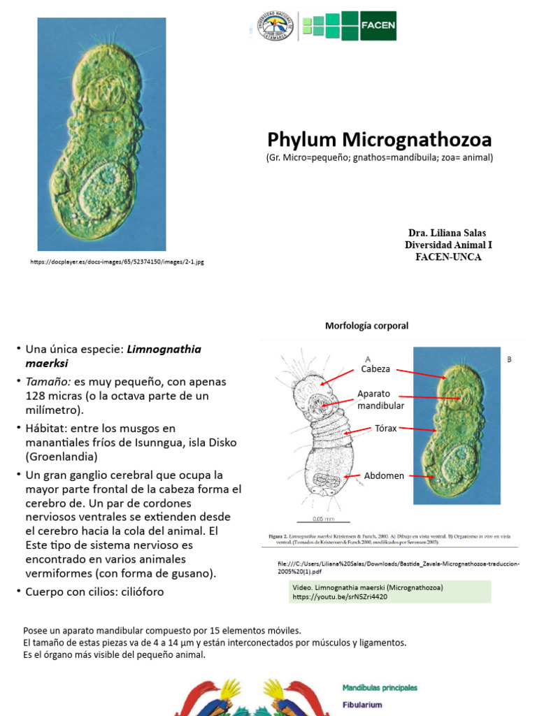 Phylum Micrognathozoa | PDF
