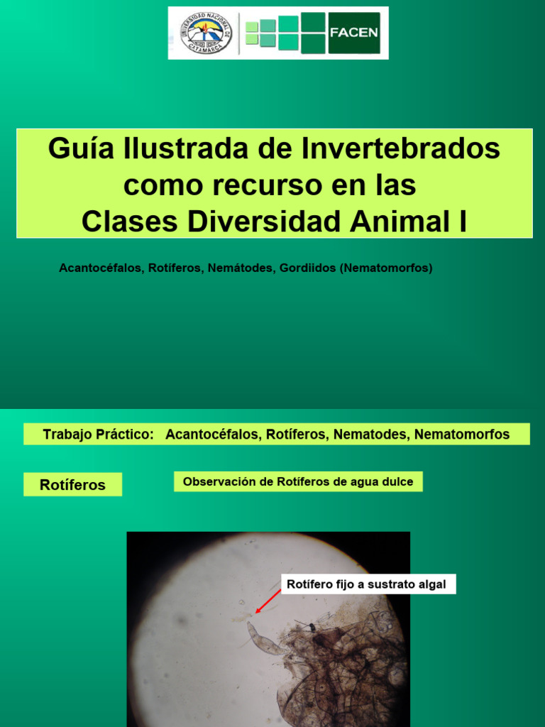 Guía Ilustrada TP Nematodes-Rotiferos-Nematomorfos-Acantocéfalos | PDF