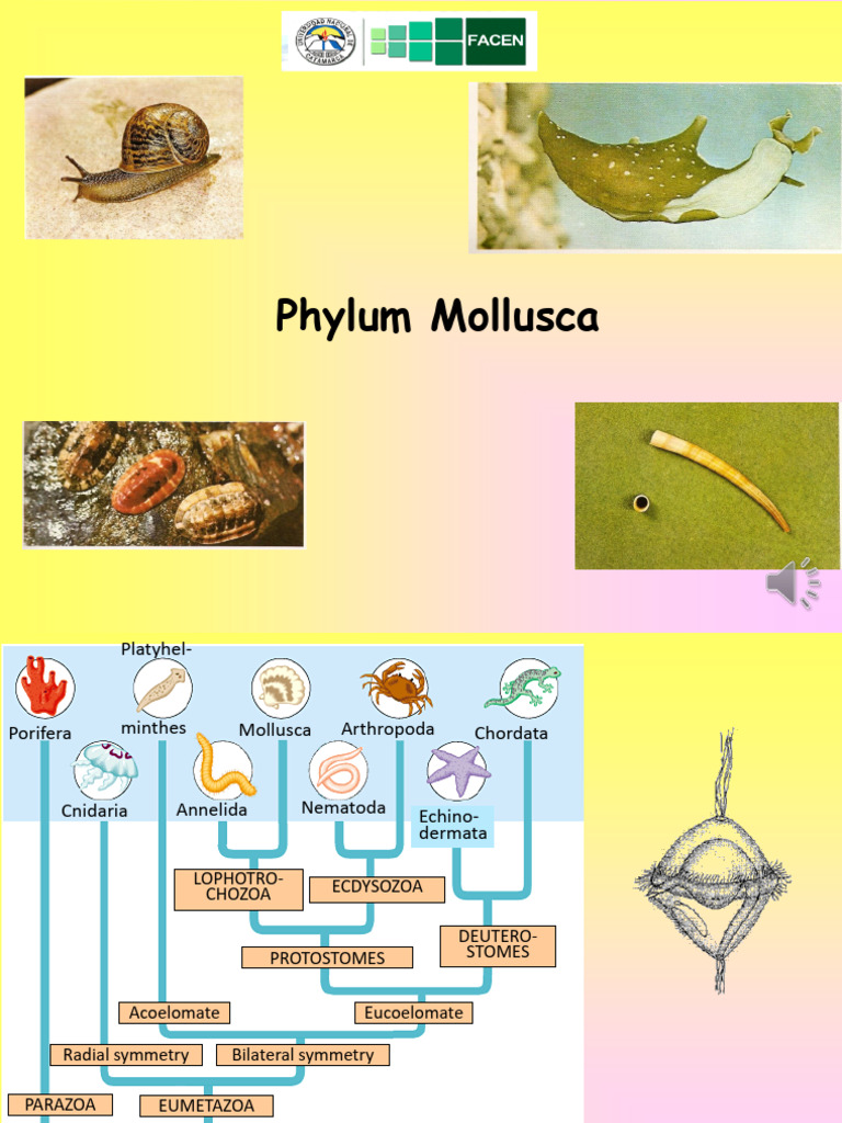 Phylum Mollusca | PDF