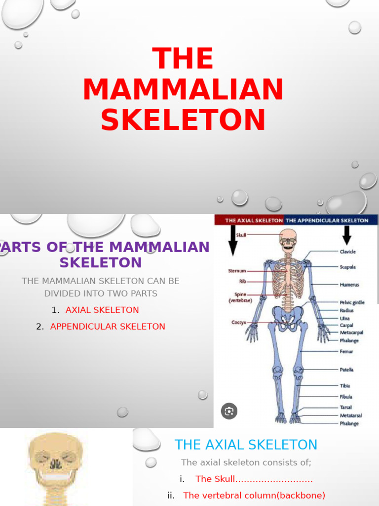 PARTS OF THE MAMMALIAN SKELETON | PDF
