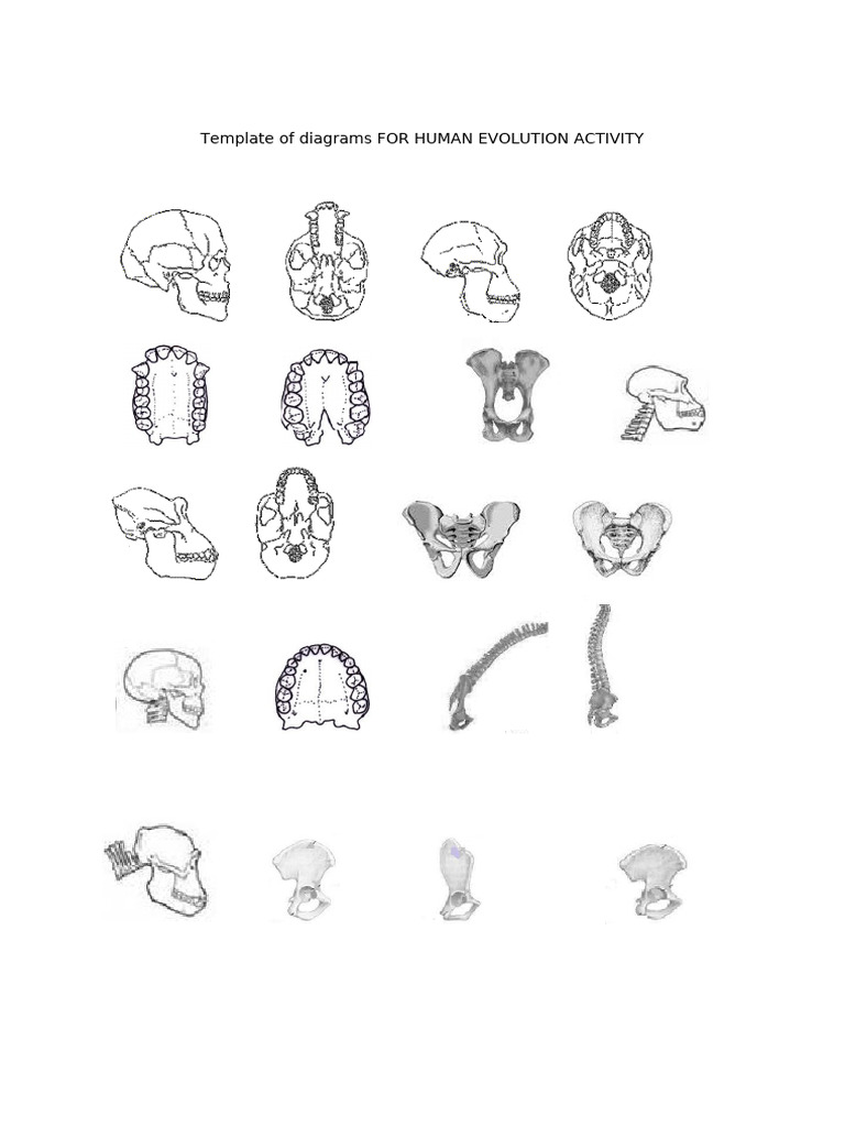 Human Evolution Template | PDF