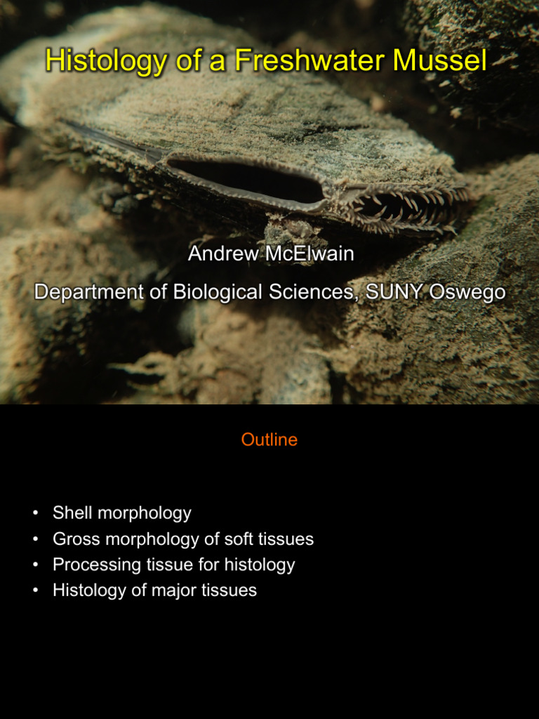Histology of A Freshwater Mussel (Presentation) Author Andrew McElwain ...
