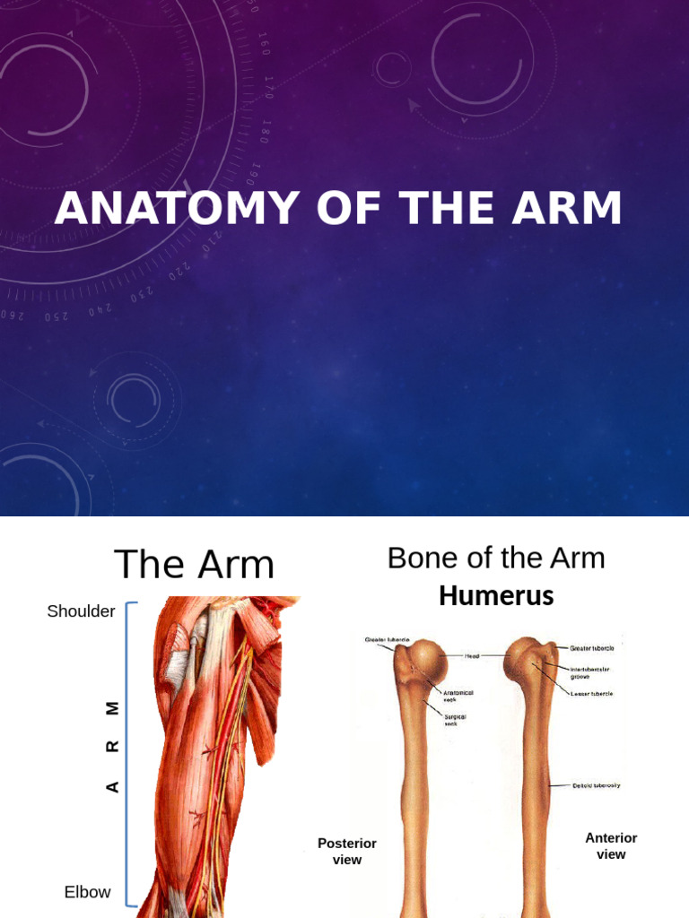 7.anatomy of Arm | PDF
