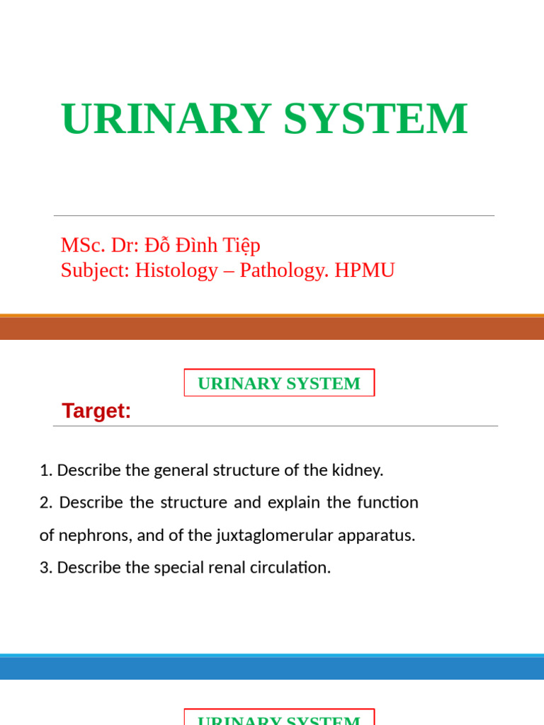 Histology of Urinary System | PDF