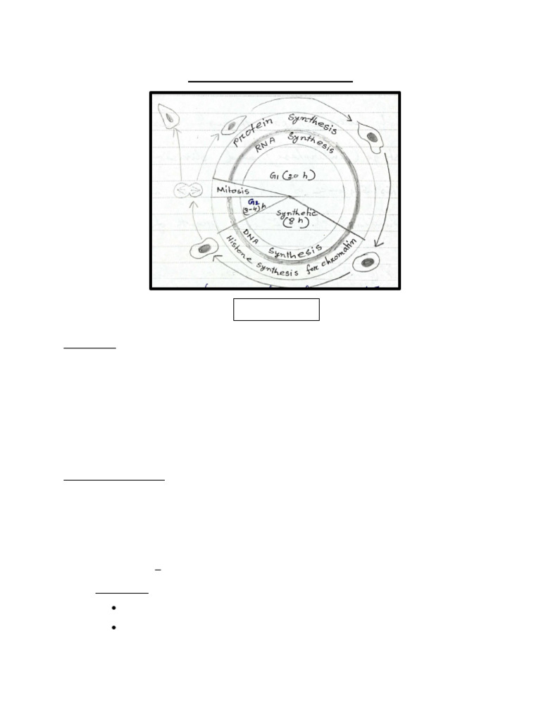 Stydy Of Cell Cycle Pdf
