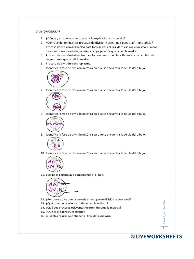 ByG - 4º Ficha Repaso Mitosis Meiosis | PDF