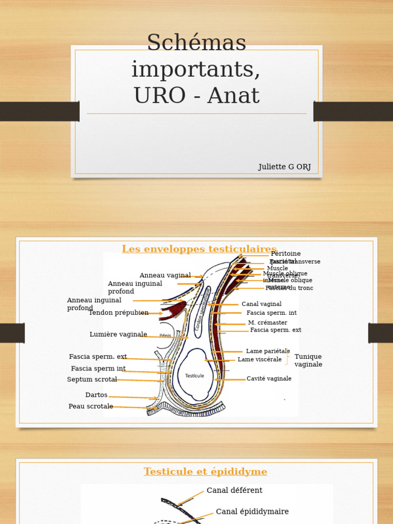 Uro - Anat - Diapo Schémas Importants - ORJ | PDF