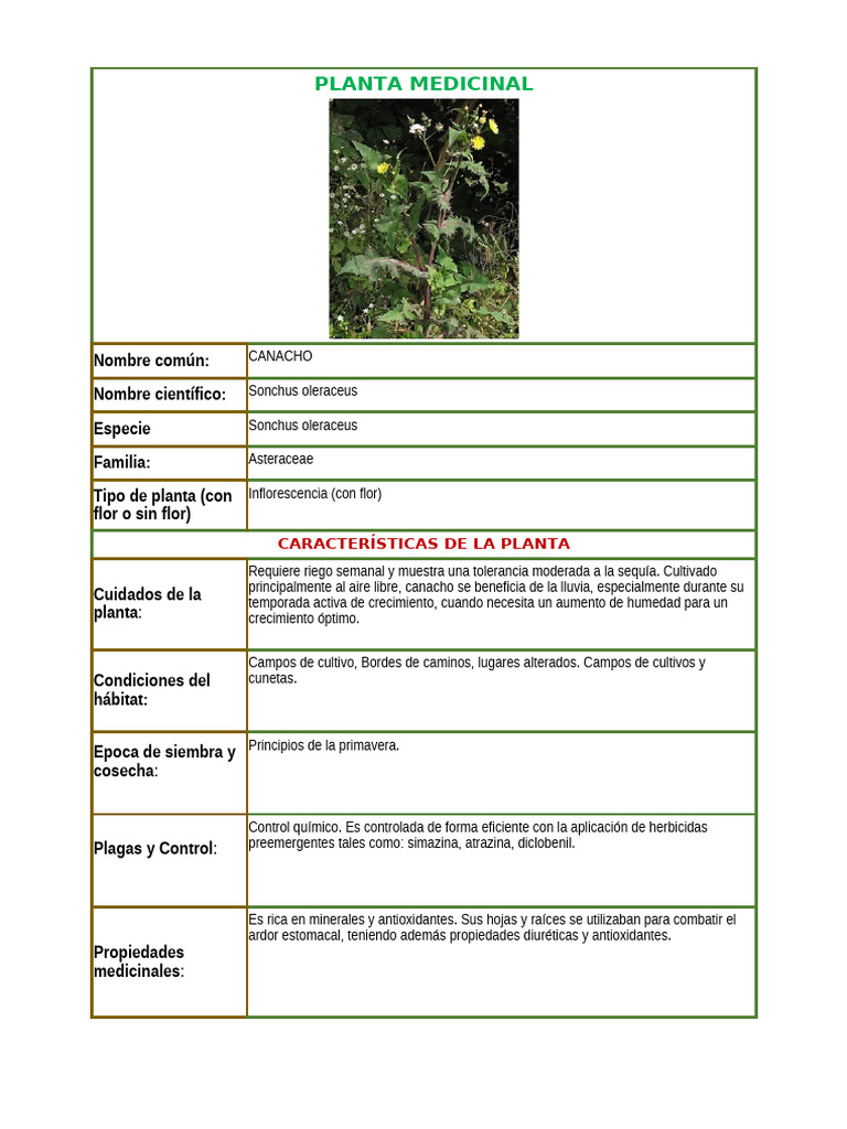 Canacho Yeison XD | PDF