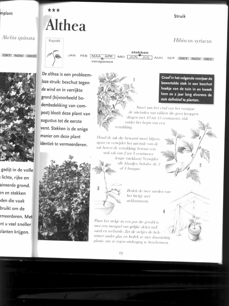 Althea Hibiscus | PDF