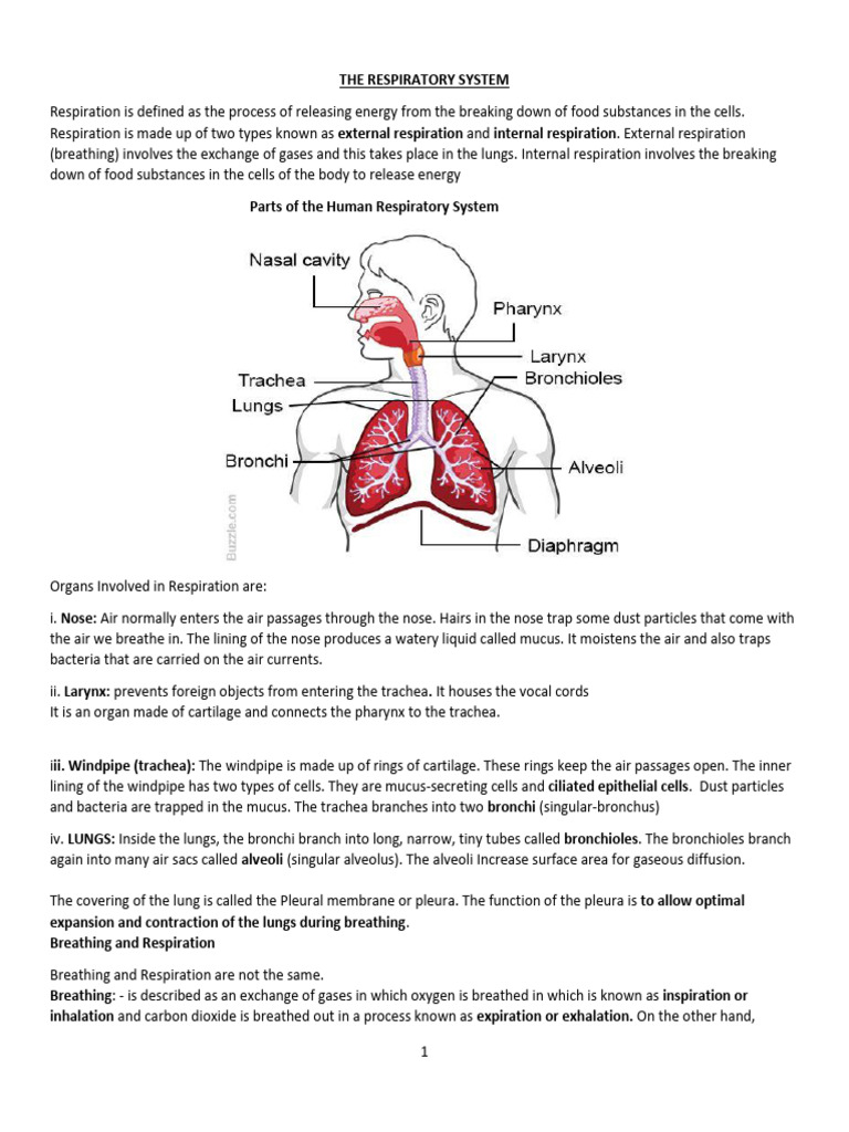 2024 Note On The Respiratory System | PDF | Respiratory Tract | Respiratory System