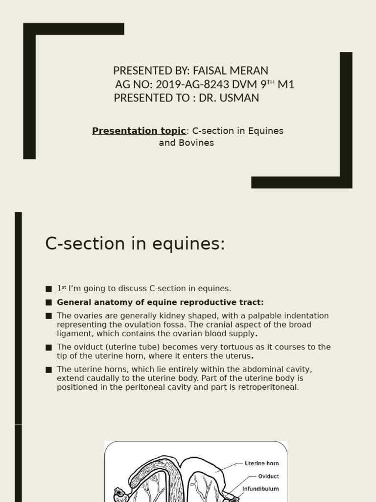 Equine and Bovine C-Section Guide | PDF | Uterus | Wellness