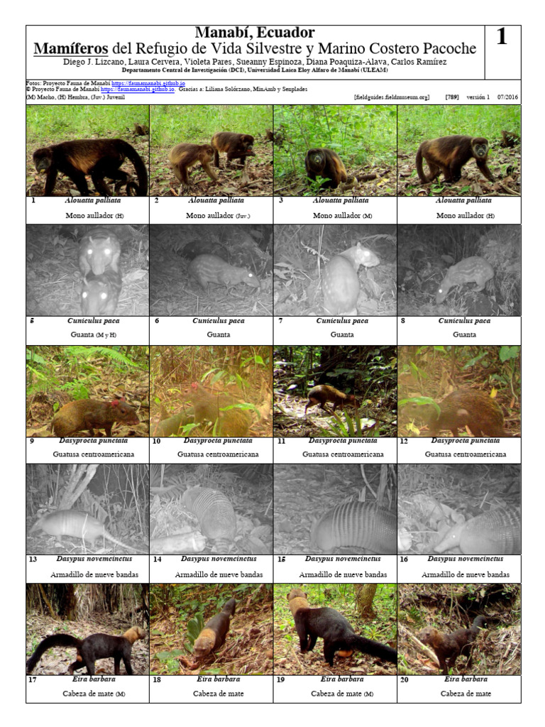 Guía Mamíferos Pacoche | PDF