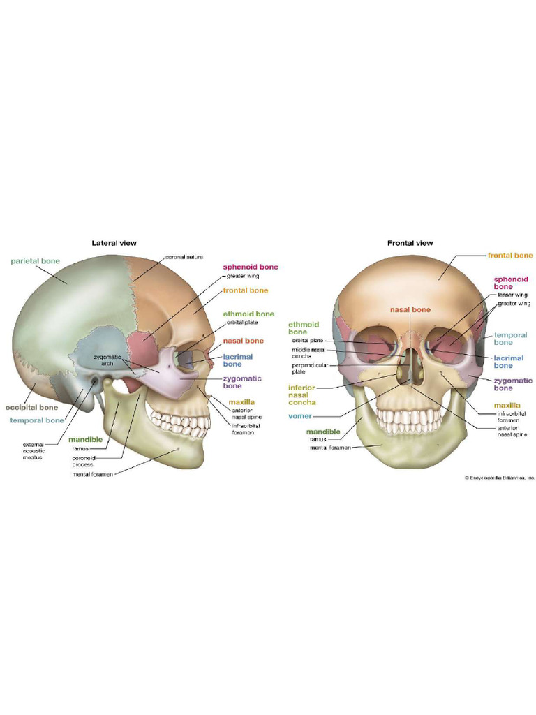 Lateral Views Human Skull | PDF