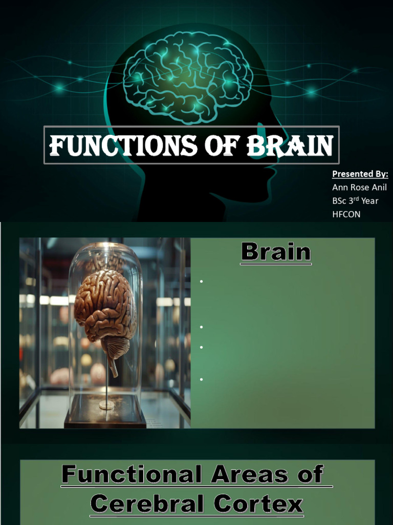 Functional Areas of Brain | PDF