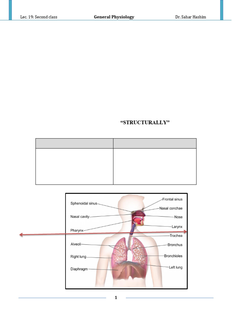 Lec.19-Respiratory-system | PDF