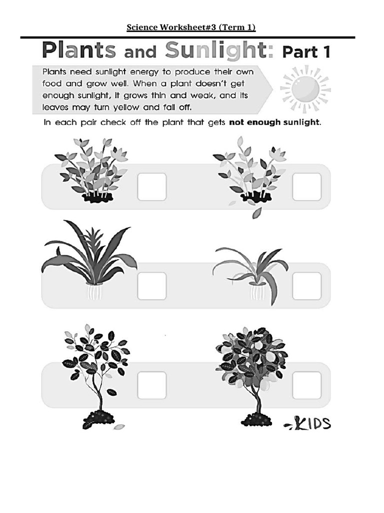 Science - Plants Activity Worksheet - Week 5 | PDF