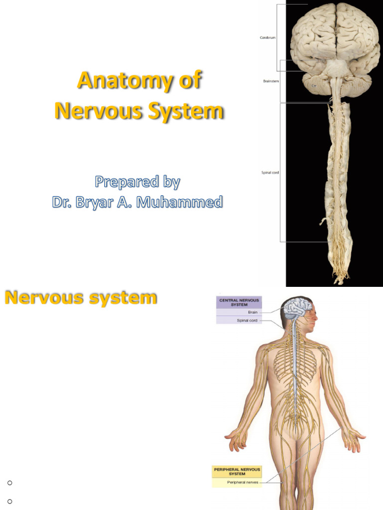 L1 anatomy of Nervous system _240228_092438 | PDF