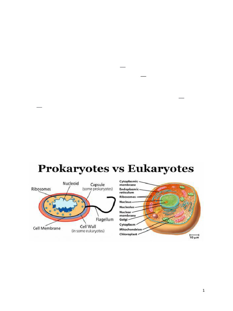 Prokaryotic Cells Vs Eukaryotic Cells | PDF