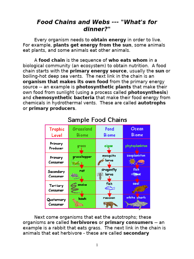 Food Chains and Webs | PDF