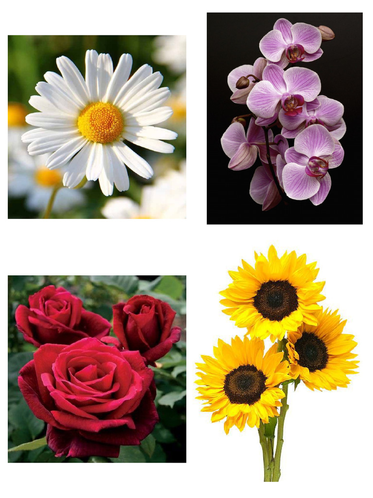 Design sem nome_20240920_124059_0000 | PDF