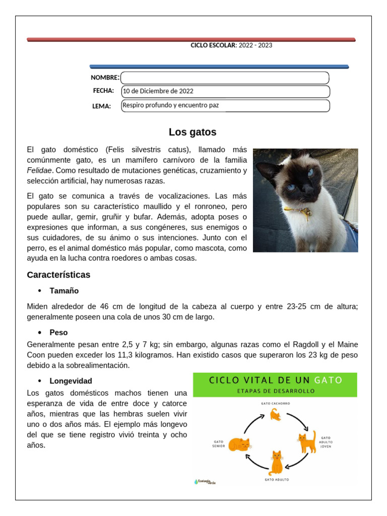 Gatos | PDF