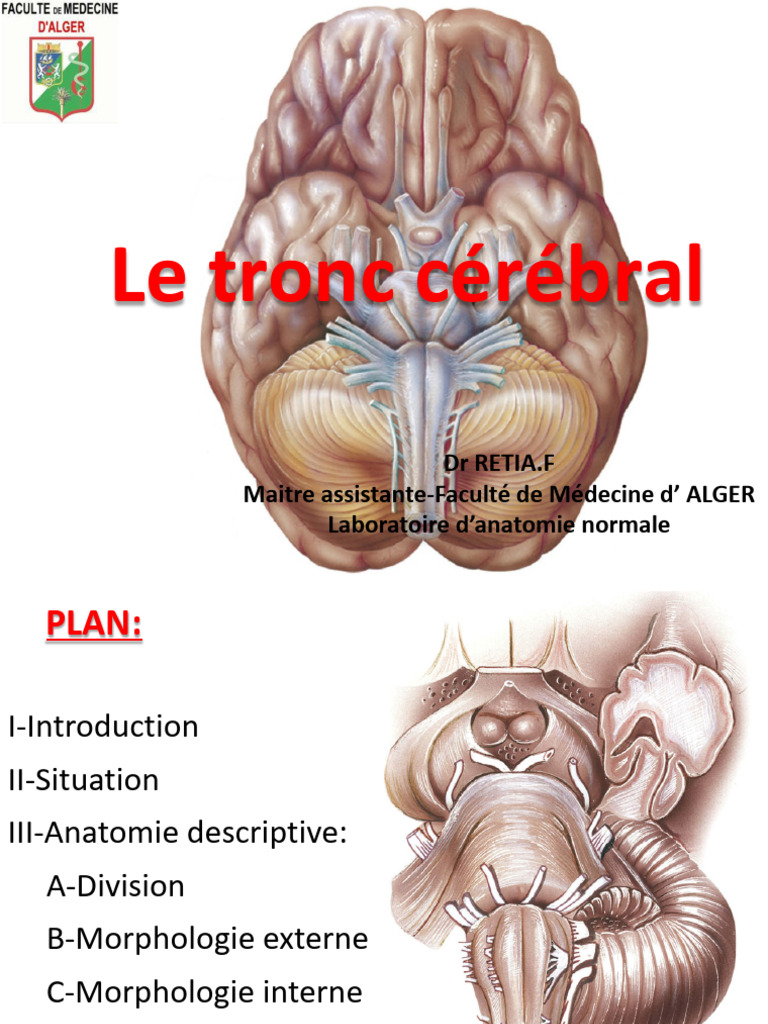 6.tronc Cérébral DR RETIA | PDF