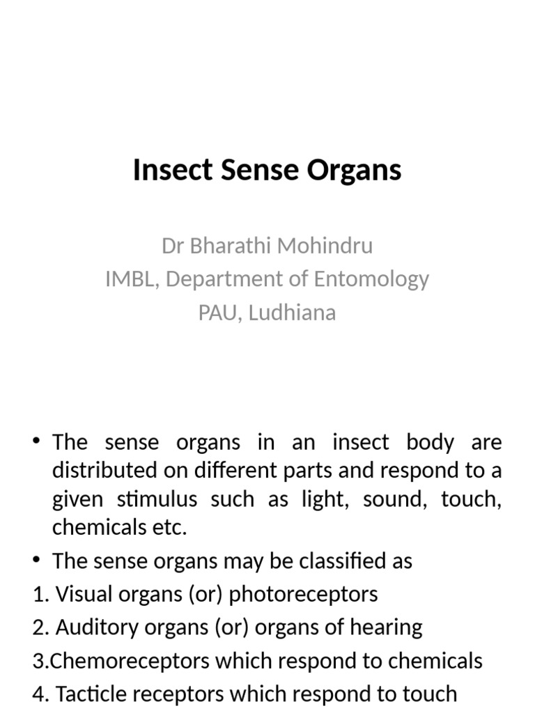 Insect Sense Organs | PDF | Eye | Self-Improvement