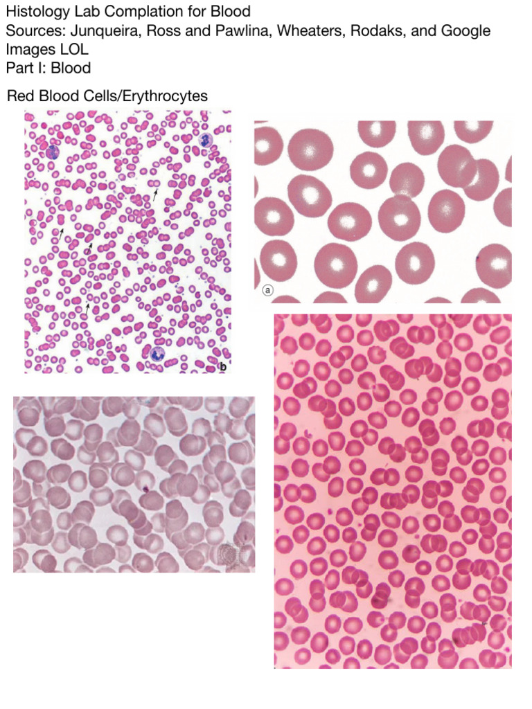 Histo Lab Compilation Blood | PDF