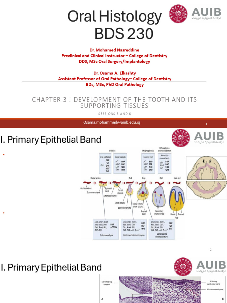 BDS 230-Session 5 and 6 - DEVELOPMENT OF THE TOOTH AND ITS SUPPORTING TISSUES | PDF | Human ...