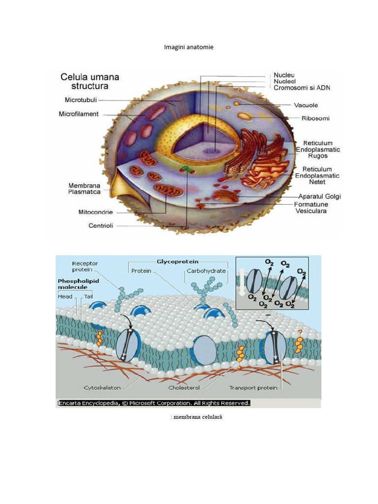 Imagini anatomie_celula | PDF