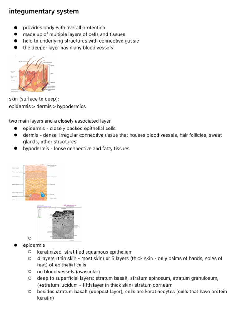 Integumentary System | PDF