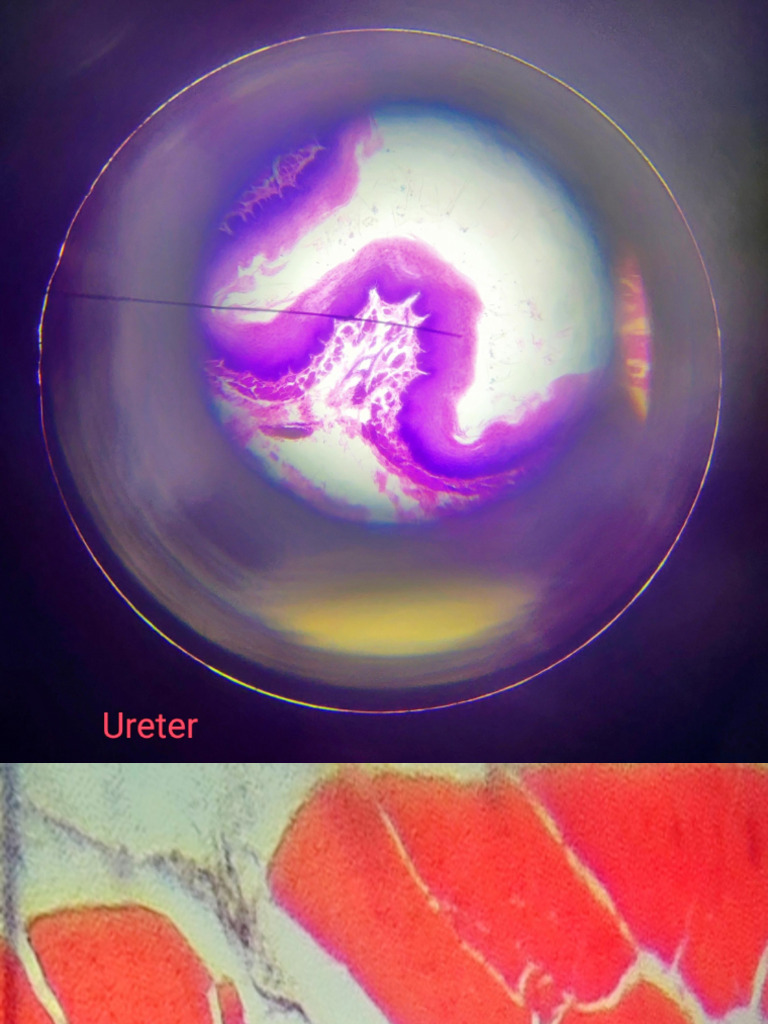Slide B2 Anatomy | PDF