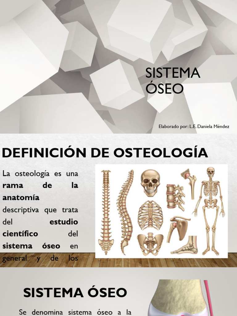 Sistema Oseo y Muscular | PDF | Hueso | Articulación
