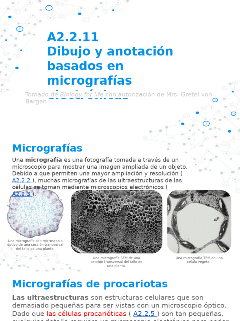 A2.2.11 Dibujos y Anotaciones Basadas en Micrografías | PDF