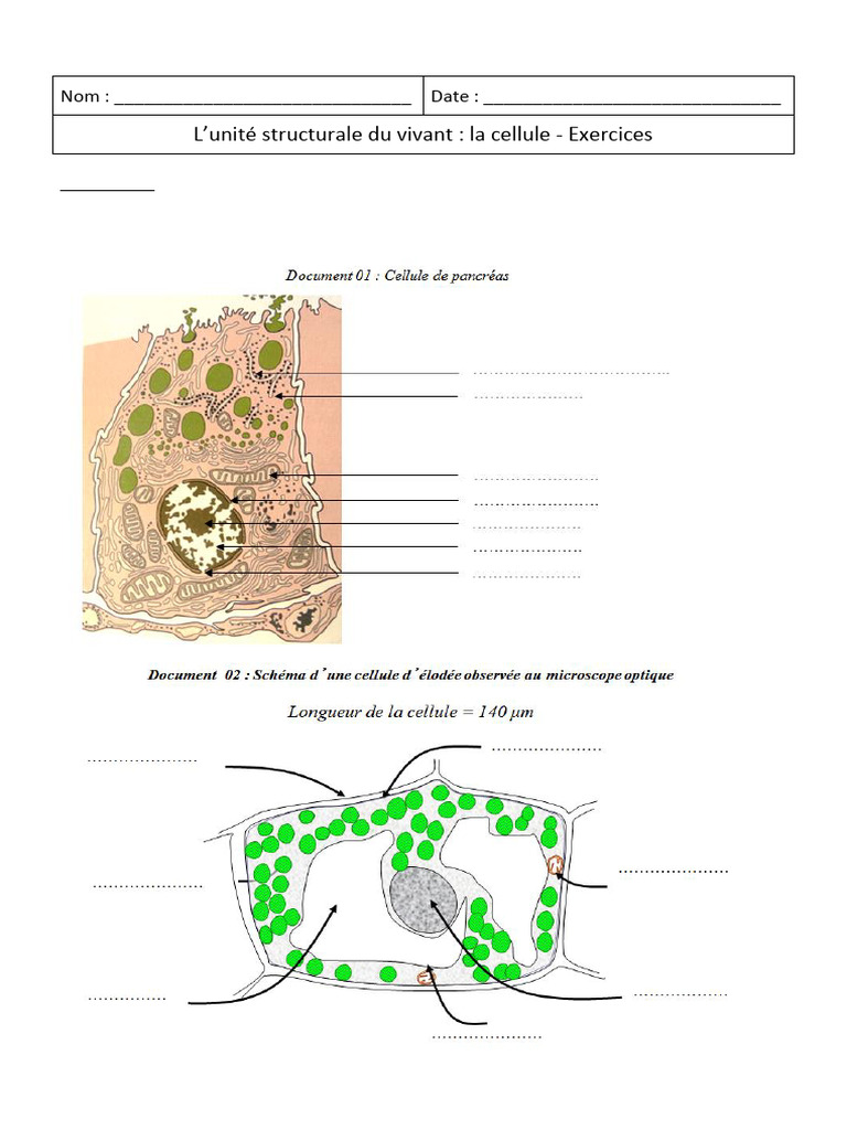 Unité Structurale Du Vivant La Céllule 2nde Exercices Corrigés | PDF