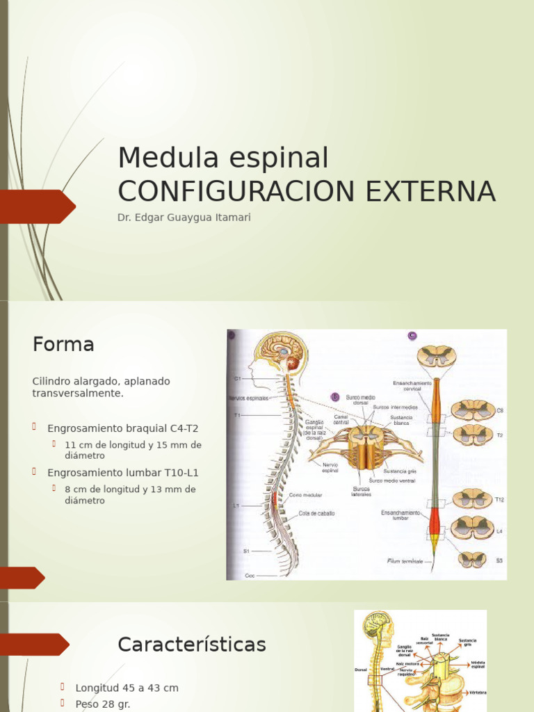 Medula Espinal 1 | PDF