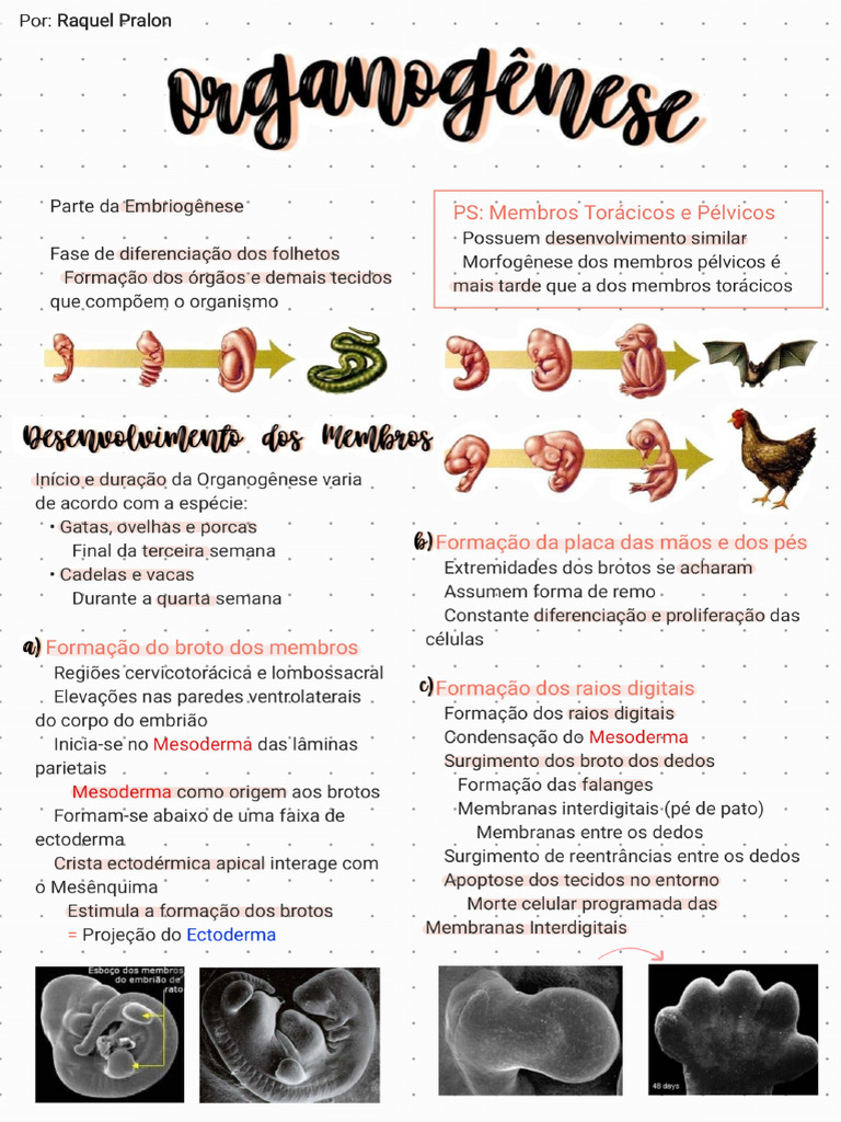 08 Organogênese | PDF