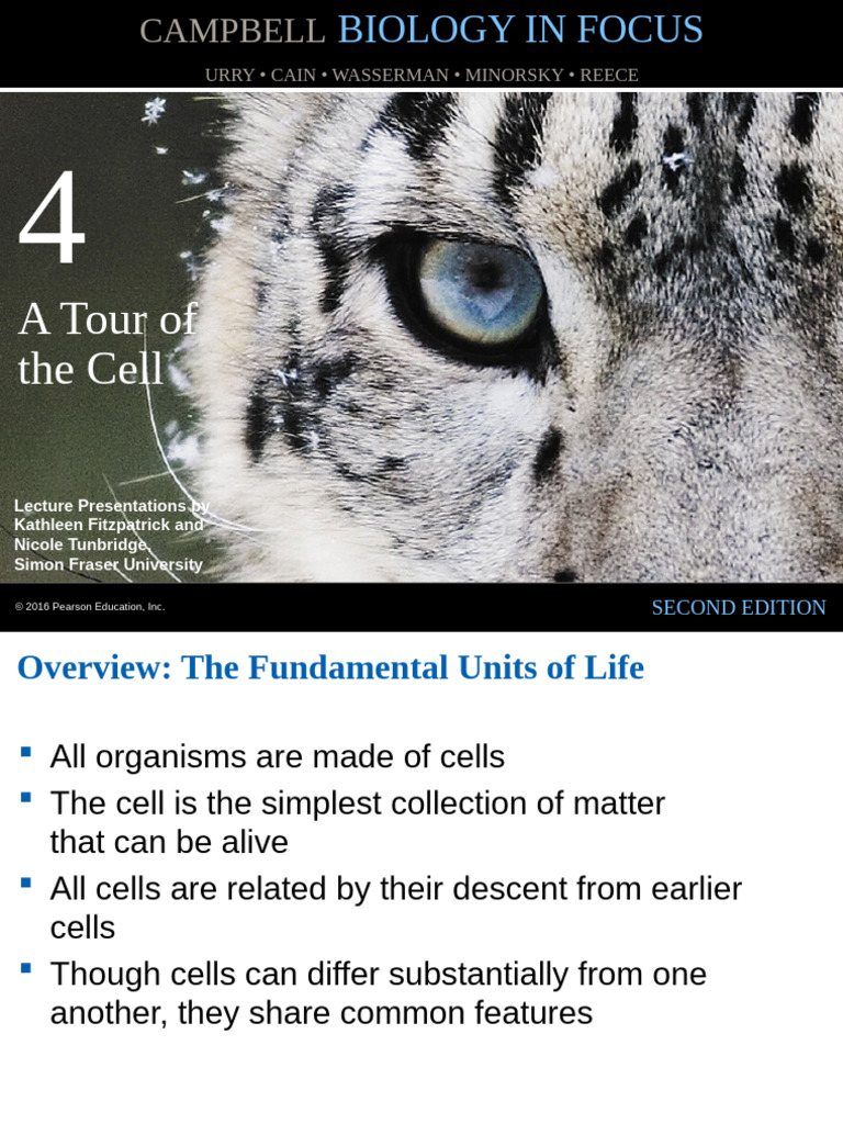 04 - A Tour of The Cell (In Focus) | PDF