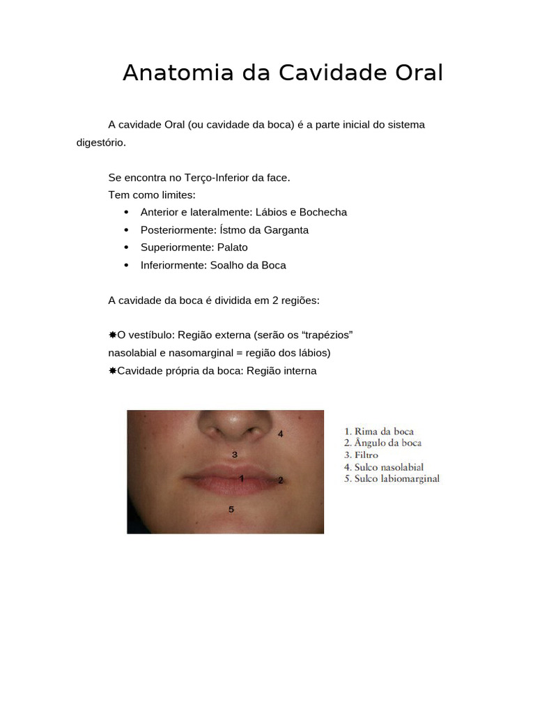 Anatomia Da Cavidade Oral Resumo | PDF