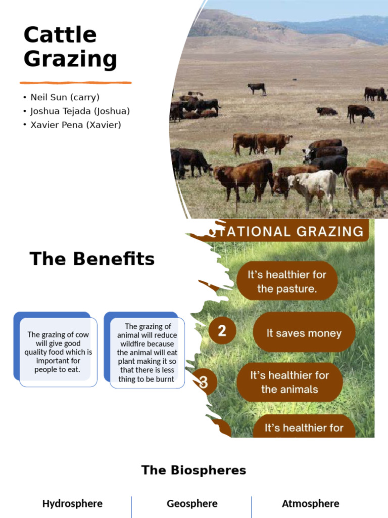 Cow Grazing | PDF